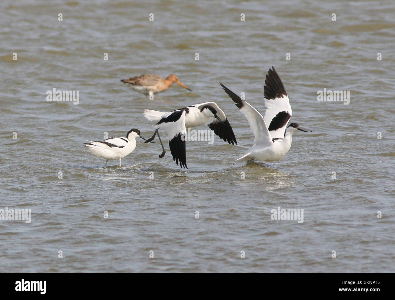 Avocette elegante hi-res stock photography and images - Alamy