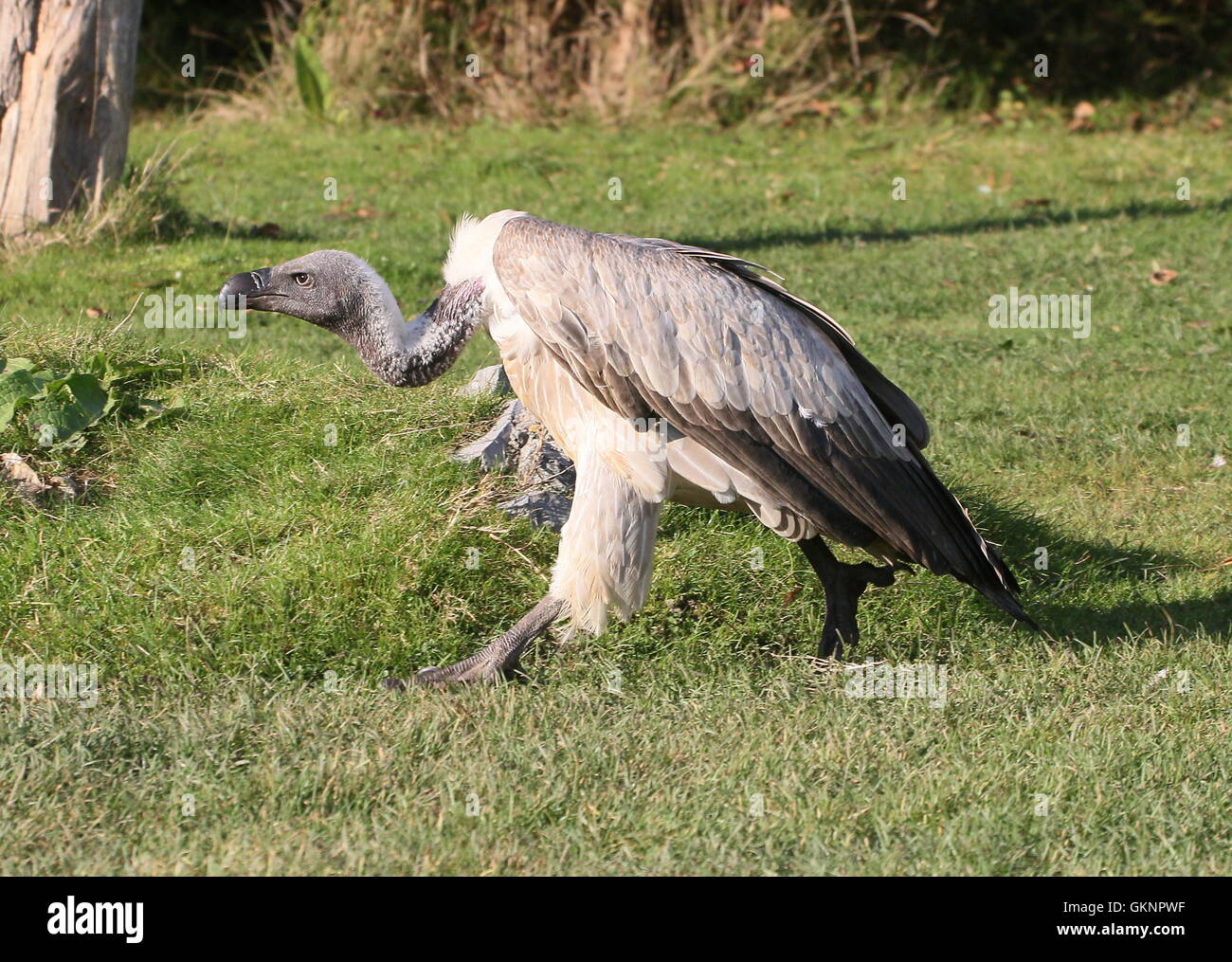 African White-backed vulture (Gyps africanus) walking on the ground ...