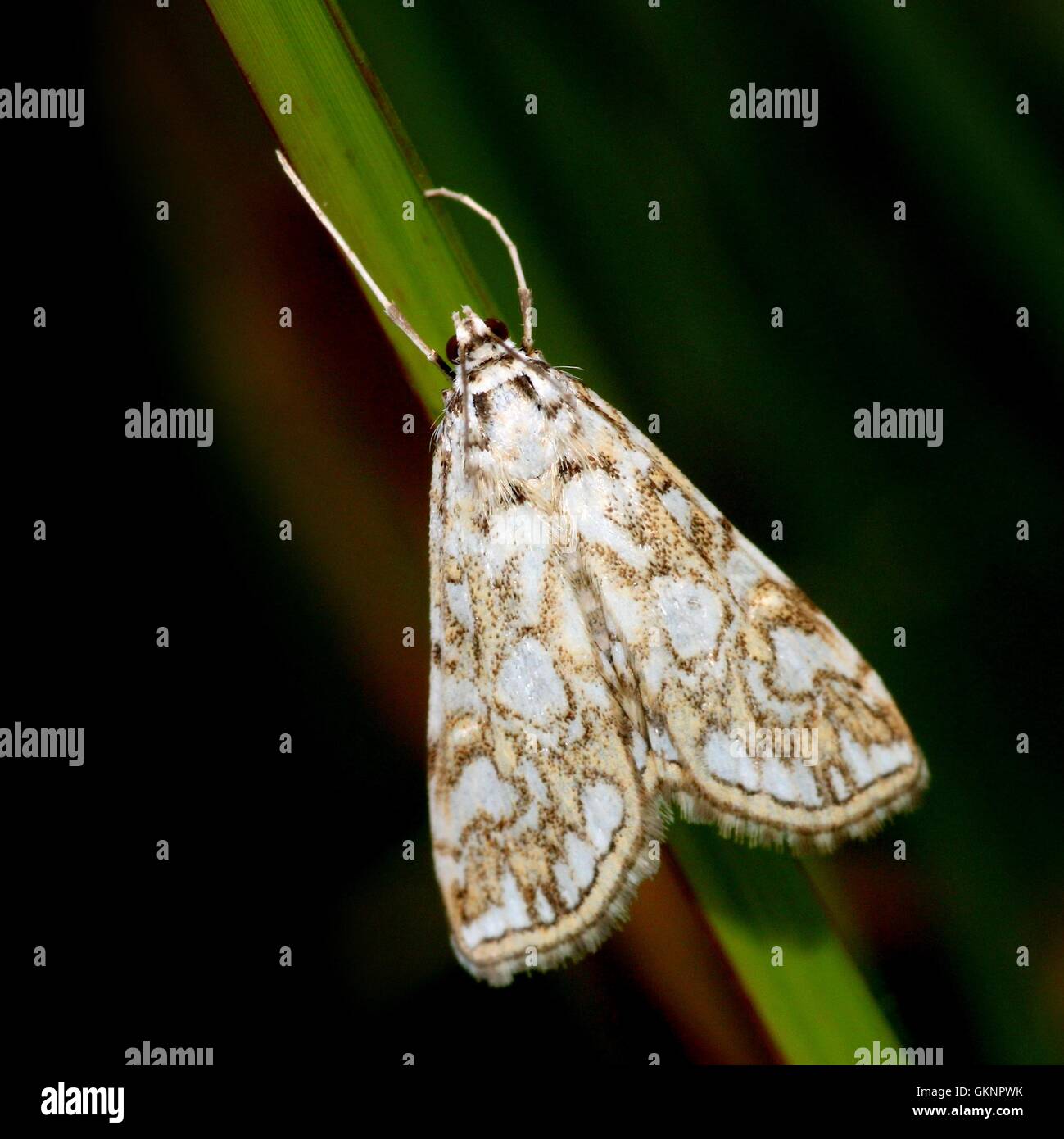 West European Brown China-Mark moth (Elophila nymphaeata Stock Photo ...