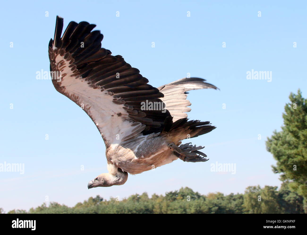 Black vulture wing spread hi-res stock photography and images - Alamy