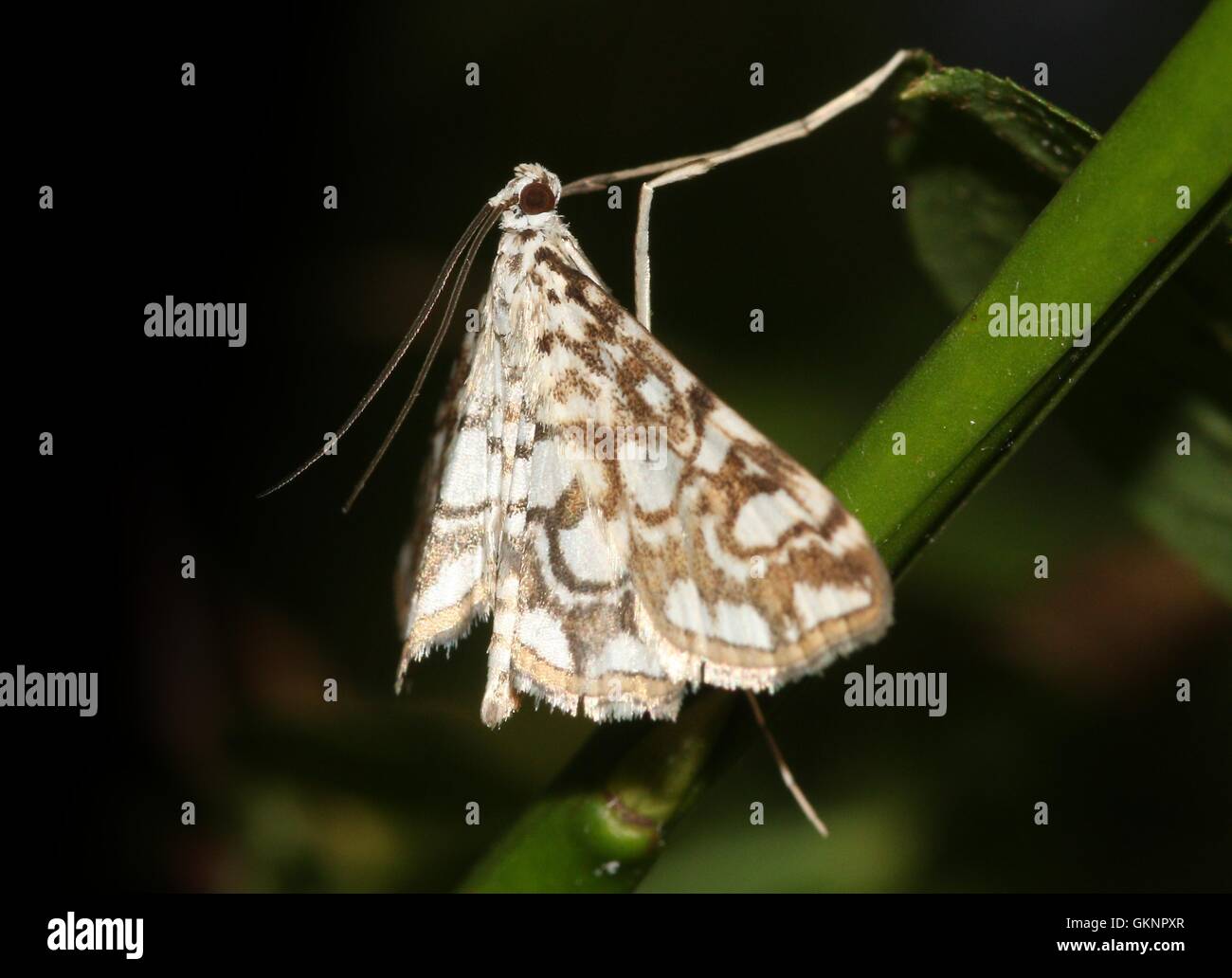 West European Brown China-Mark moth (Elophila nymphaeata Stock Photo ...