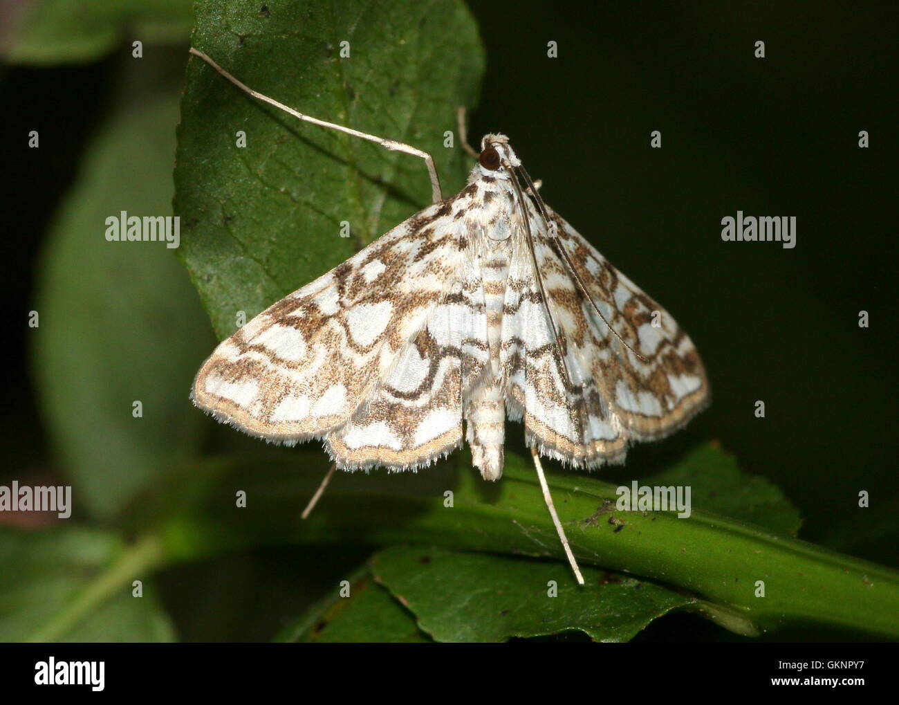 West European Brown China-Mark moth (Elophila nymphaeata Stock Photo ...
