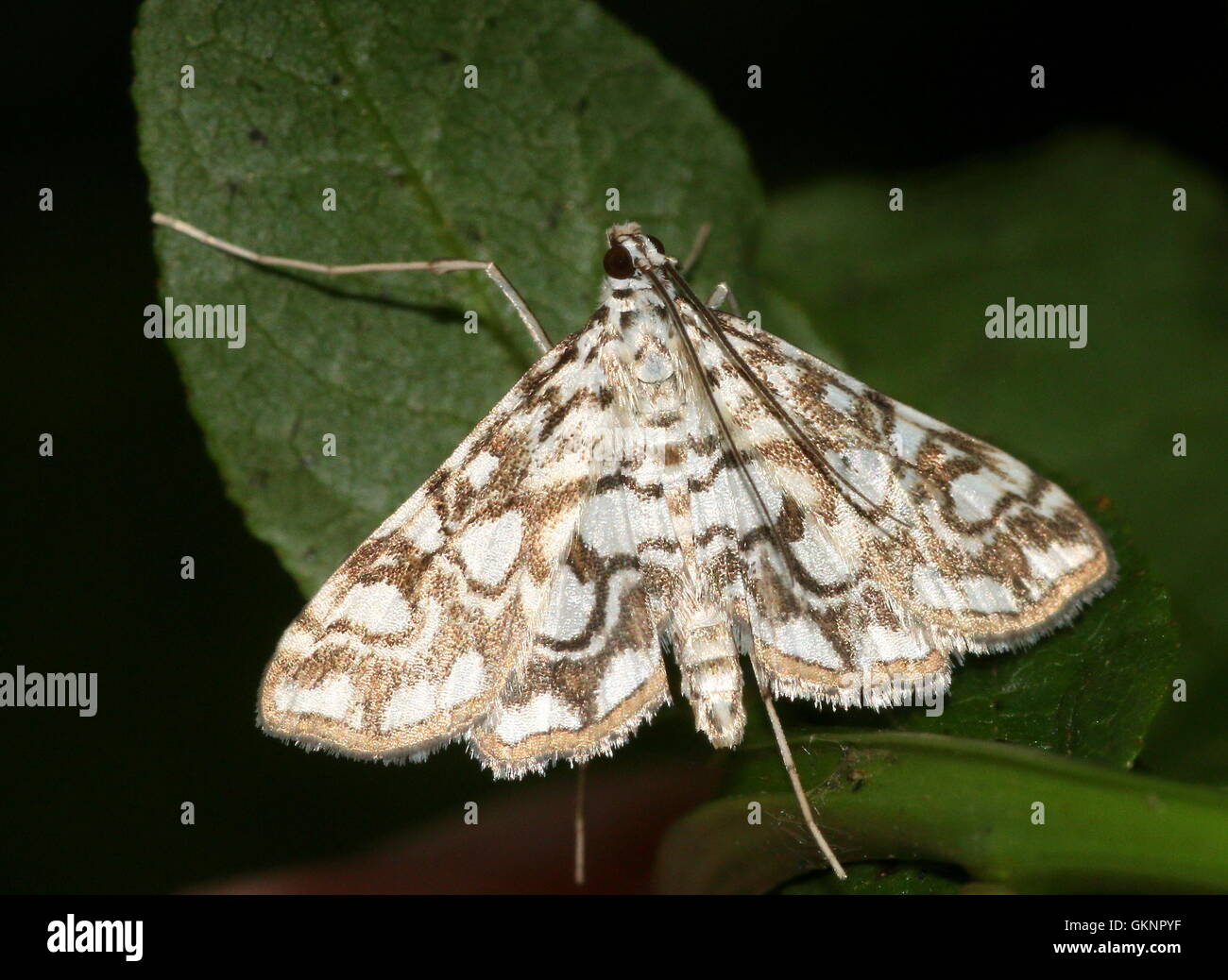 West European Brown China-Mark moth (Elophila nymphaeata Stock Photo ...