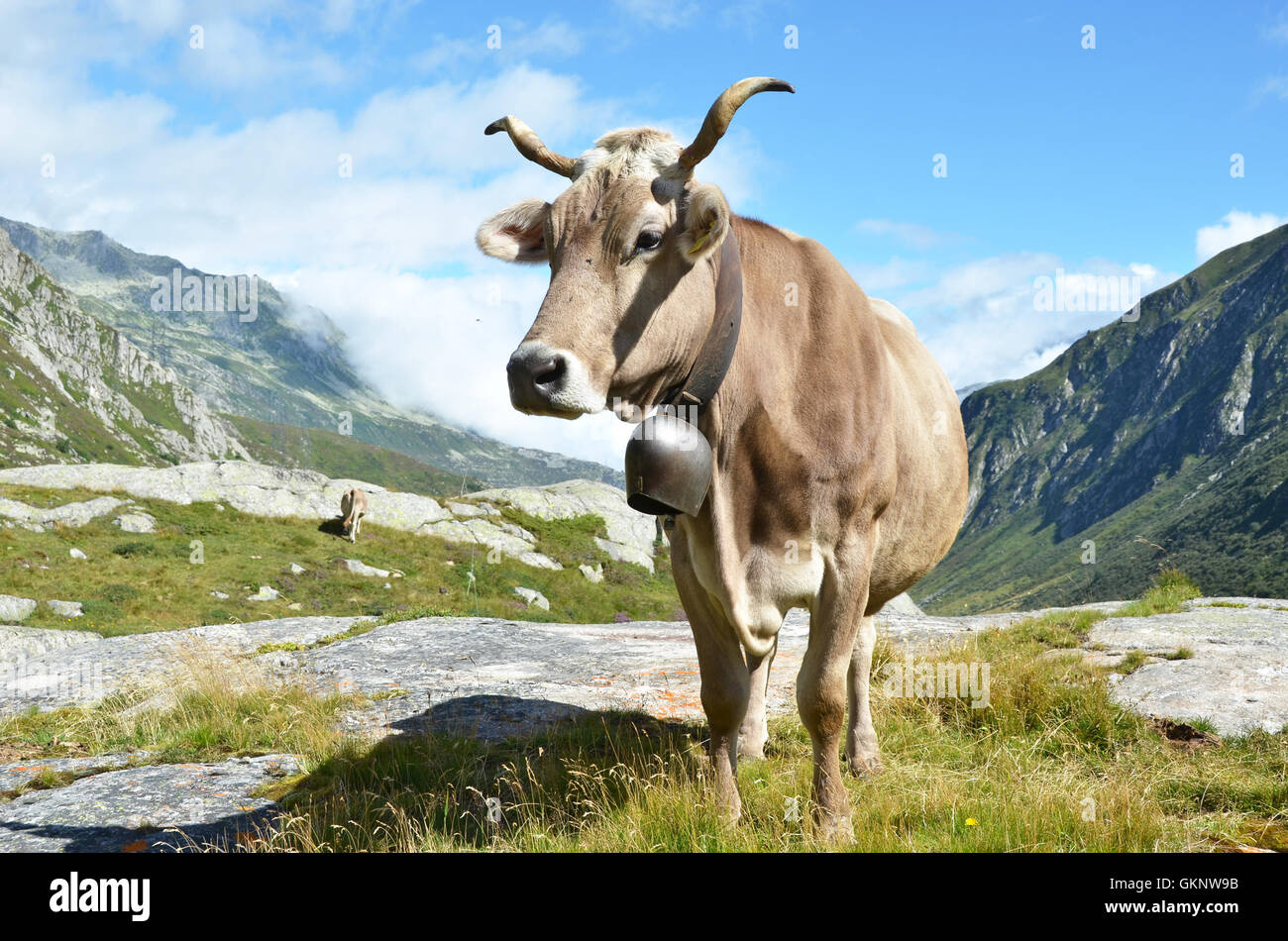 Cowbell switzerland hi-res stock photography and images - Alamy