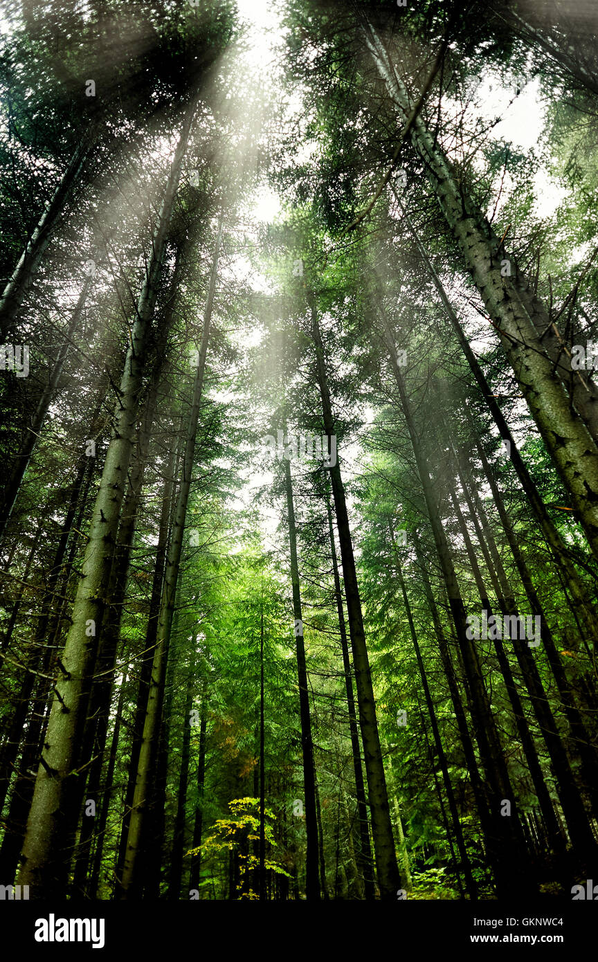 Magic dark forest. Autumn forest scenery with rays of warm light ...