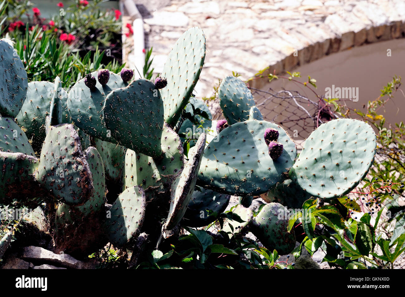 Massive prickly pears in the garden of a house Stock Photo - Alamy