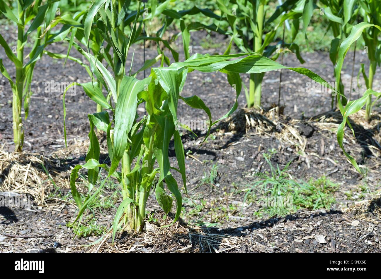 Corn in the Garden Stock Photo - Alamy