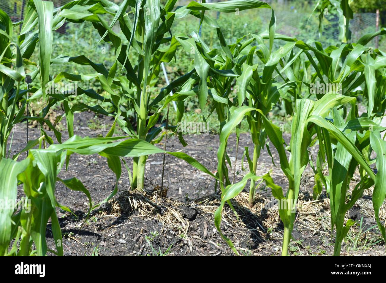 Corn in the Garden Stock Photo - Alamy