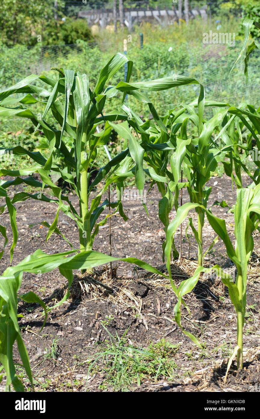 Corn in the garden hi-res stock photography and images - Alamy