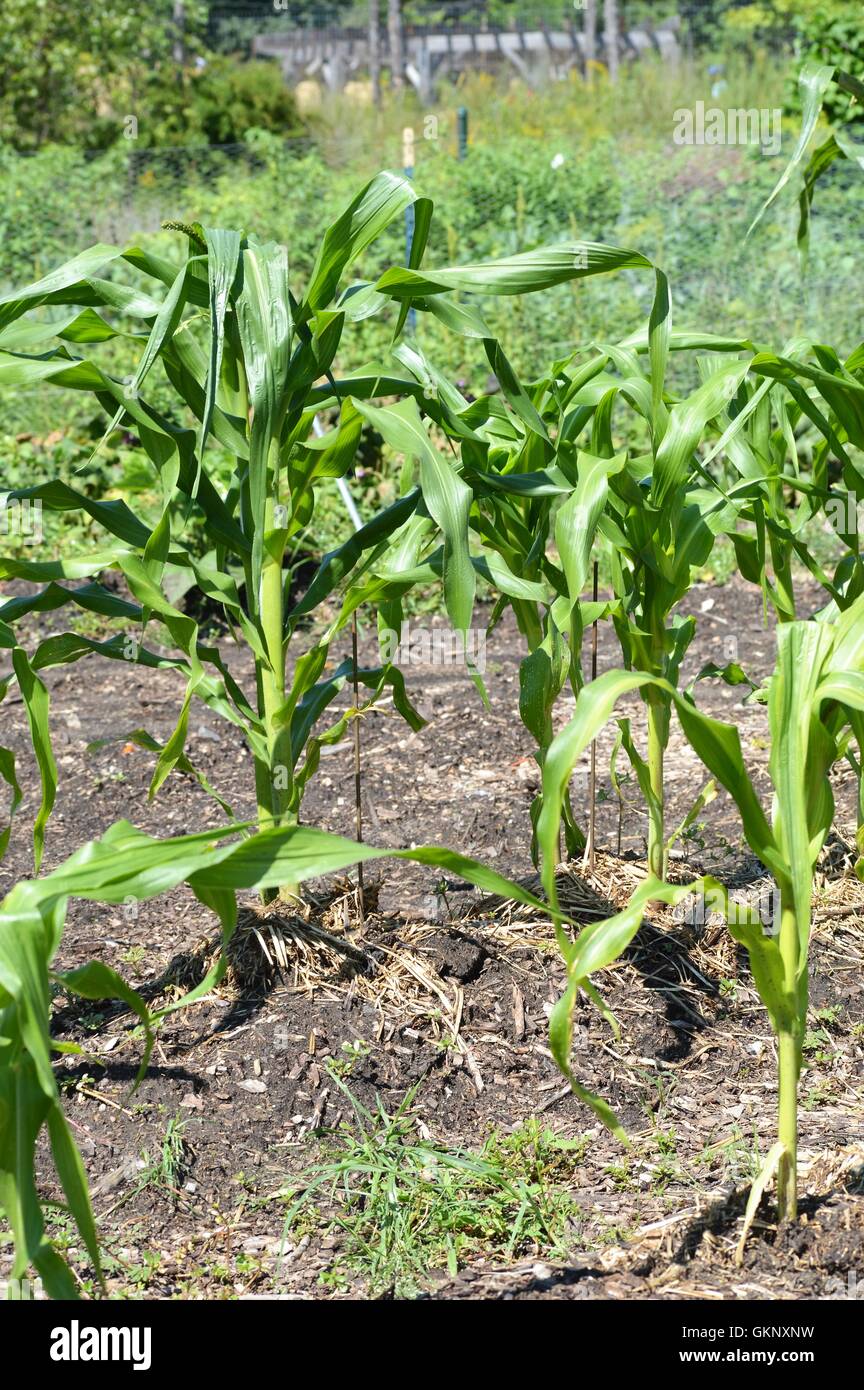 Corn in the Garden Stock Photo - Alamy