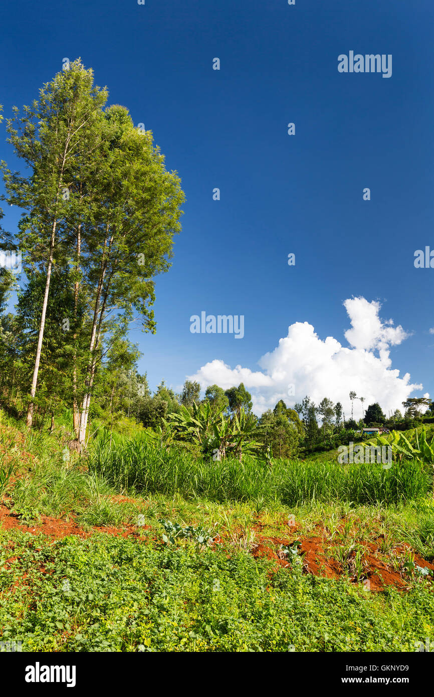 Agriculture in a beautiful valley in the green highlands north of ...
