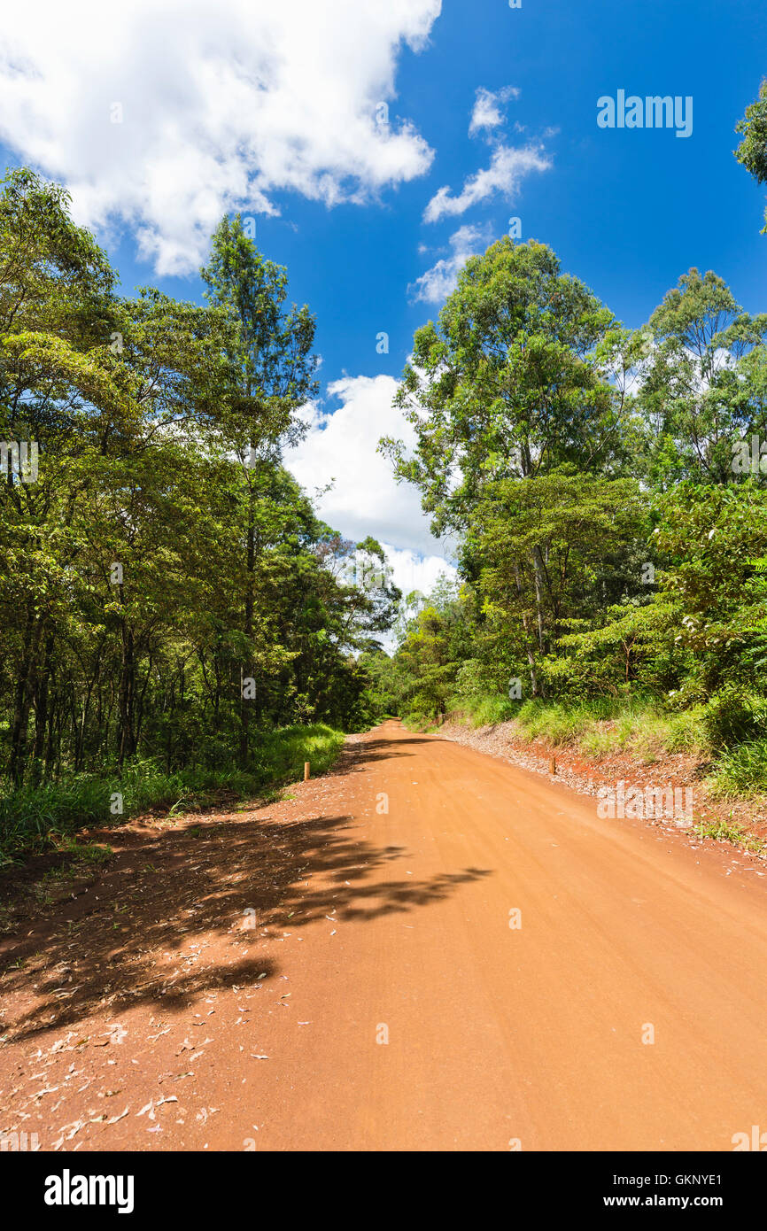 Dirt road with red soil in Karura Forest, Nairobi, Kenya with deep blue ...