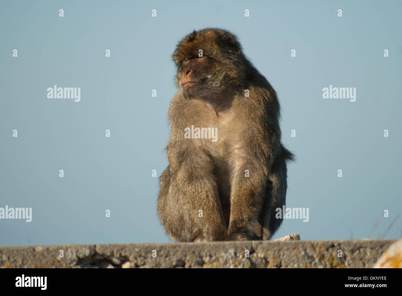 Macaque facial expression hi-res stock photography and images - Alamy