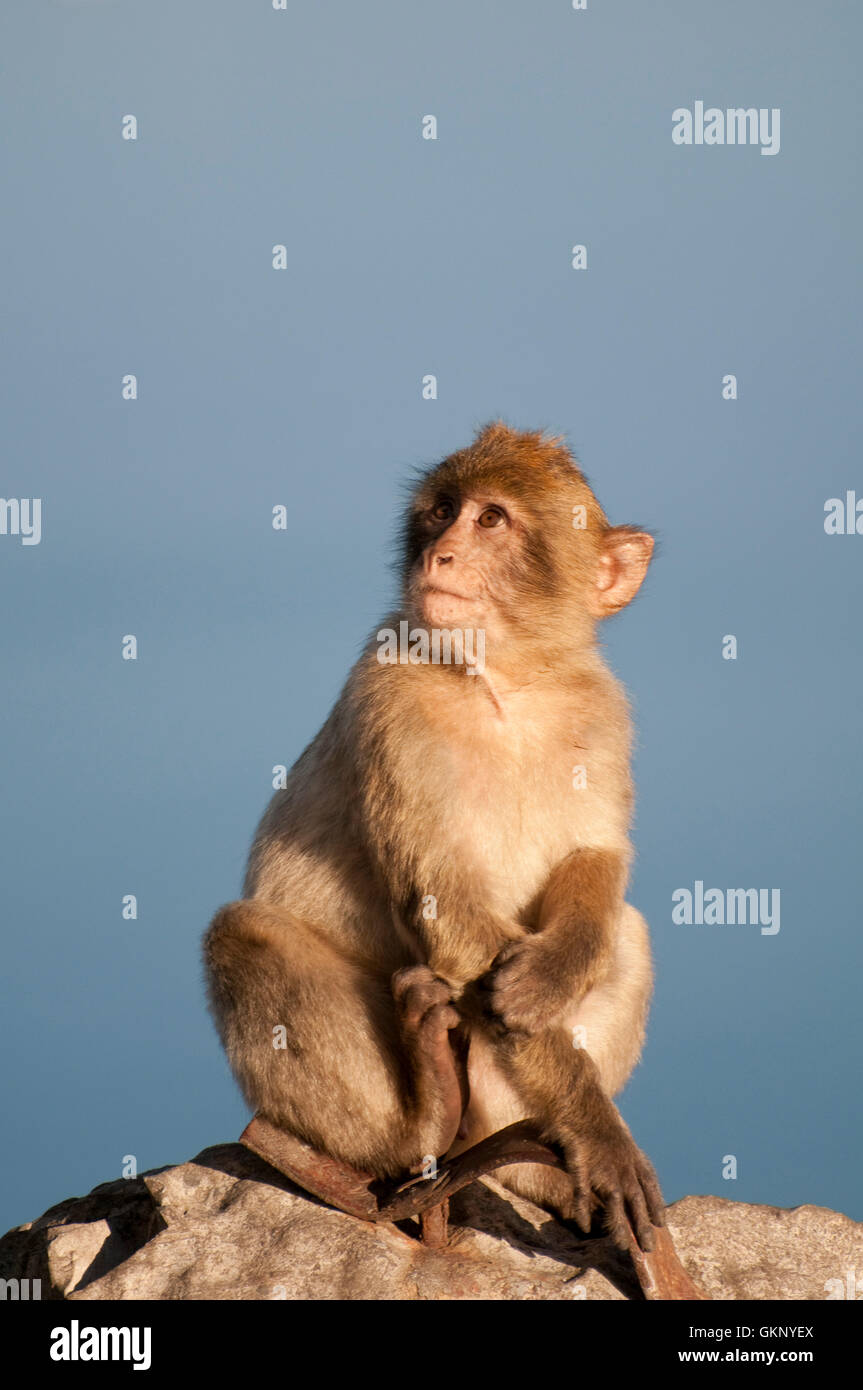 Macaque facial expression hi-res stock photography and images - Alamy