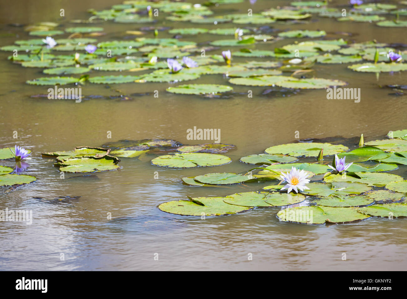 Beautiful water lilies hi-res stock photography and images - Alamy