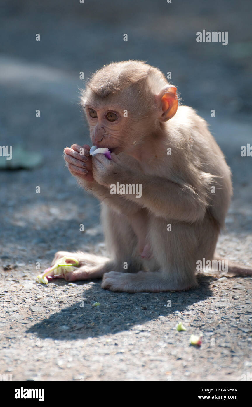 young Northern Pig-tailed Macaque (Macaca leonina) in Khao Yai National ...