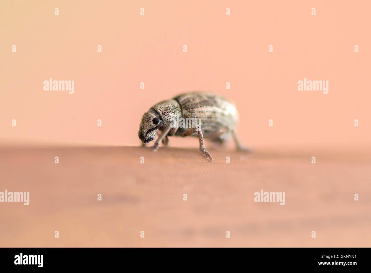Wheat weevil macro Stock Photo - Alamy