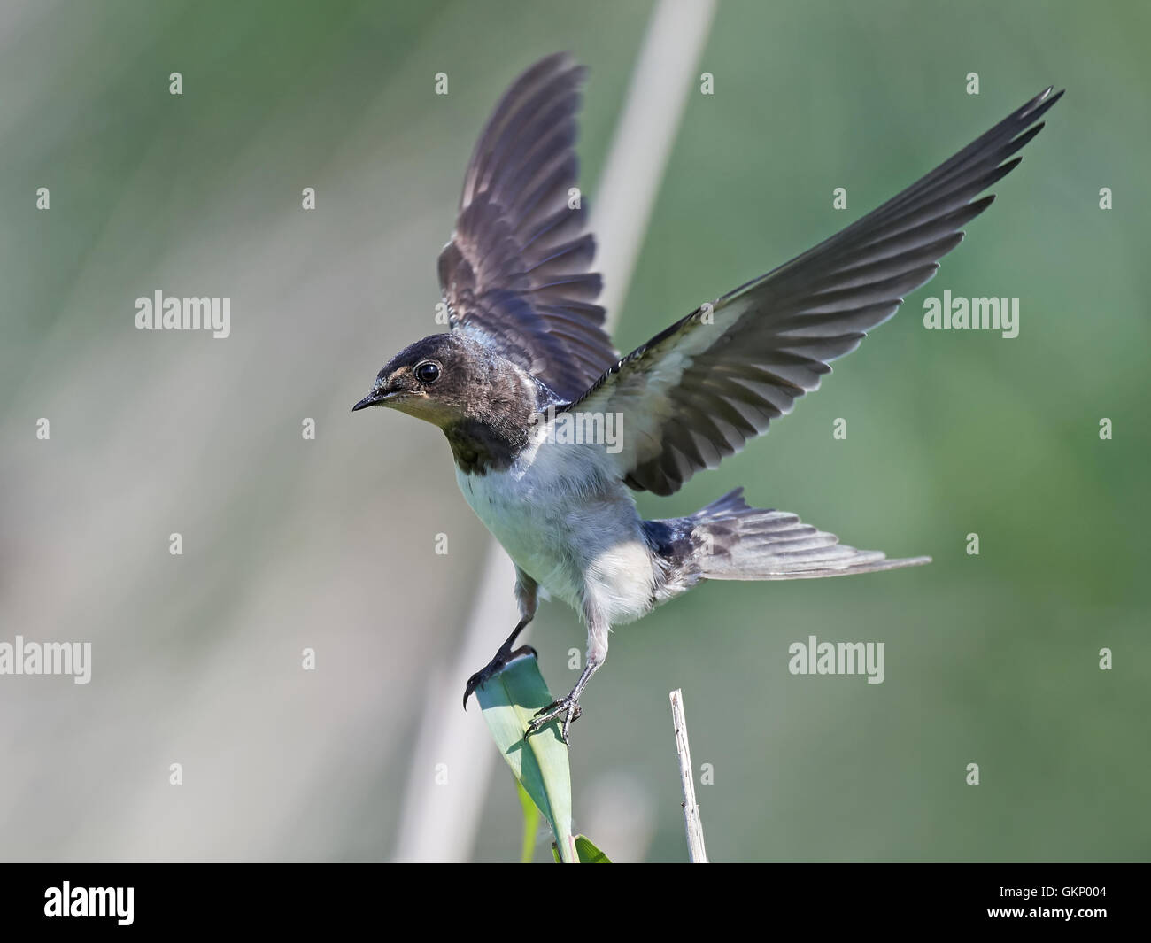 Barn swallow landing on a branch with vegetation in the background ...