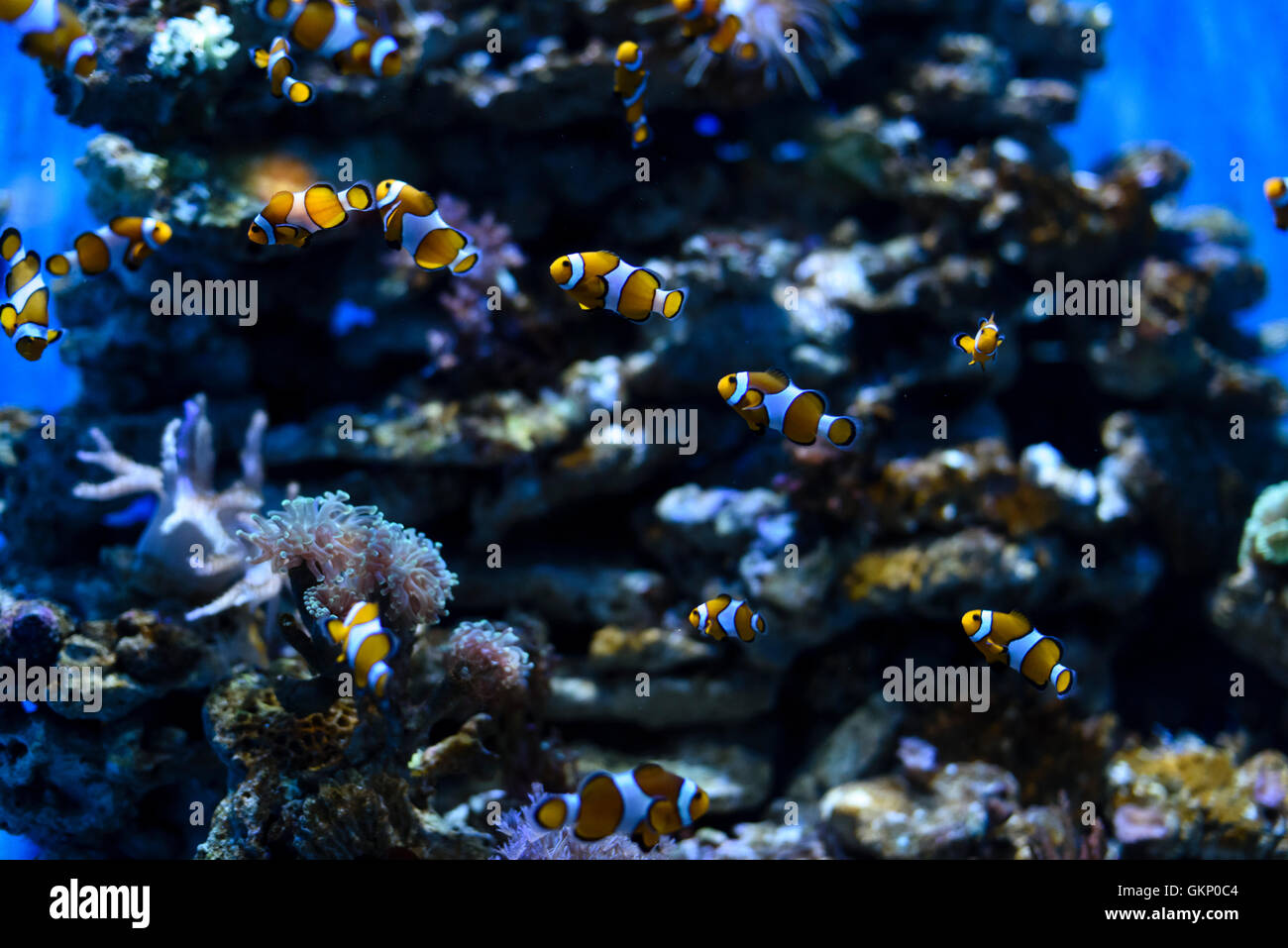 Nemo fish hi-res stock photography and images - Alamy