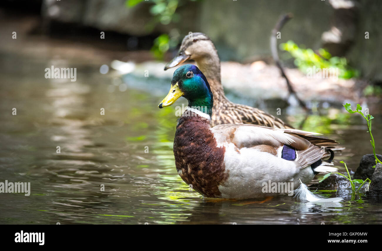 Ring neck drake hi-res stock photography and images - Alamy