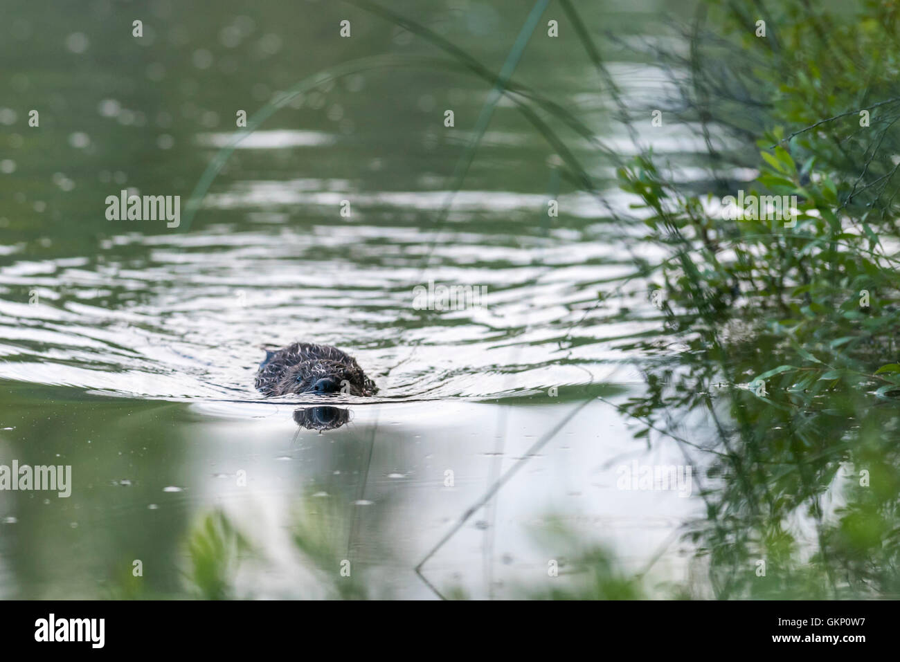 bäver, Castor, Castoridae, gnagare, vattendjur, bäverdamm, fördämning ...