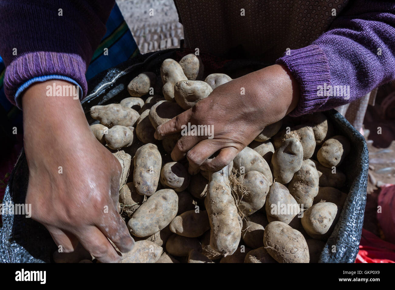 Potato harvest peru hi-res stock photography and images - Alamy