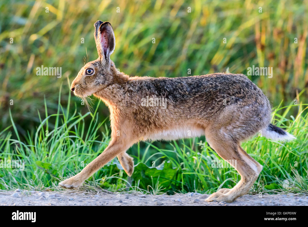 Leporidae High Resolution Stock Photography and Images - Alamy