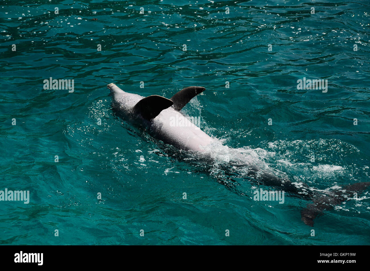 Swimming on the back hi-res stock photography and images - Alamy