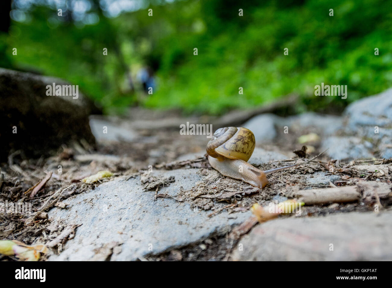 Shell of Snail on Hiking Trail in the Smokies Stock Photo - Alamy