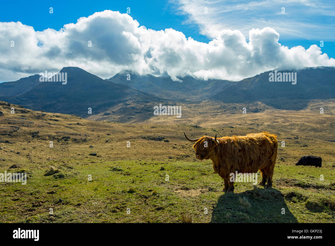 Highland cow and the Rum Coullin mountains (Trollaval at left) from ...