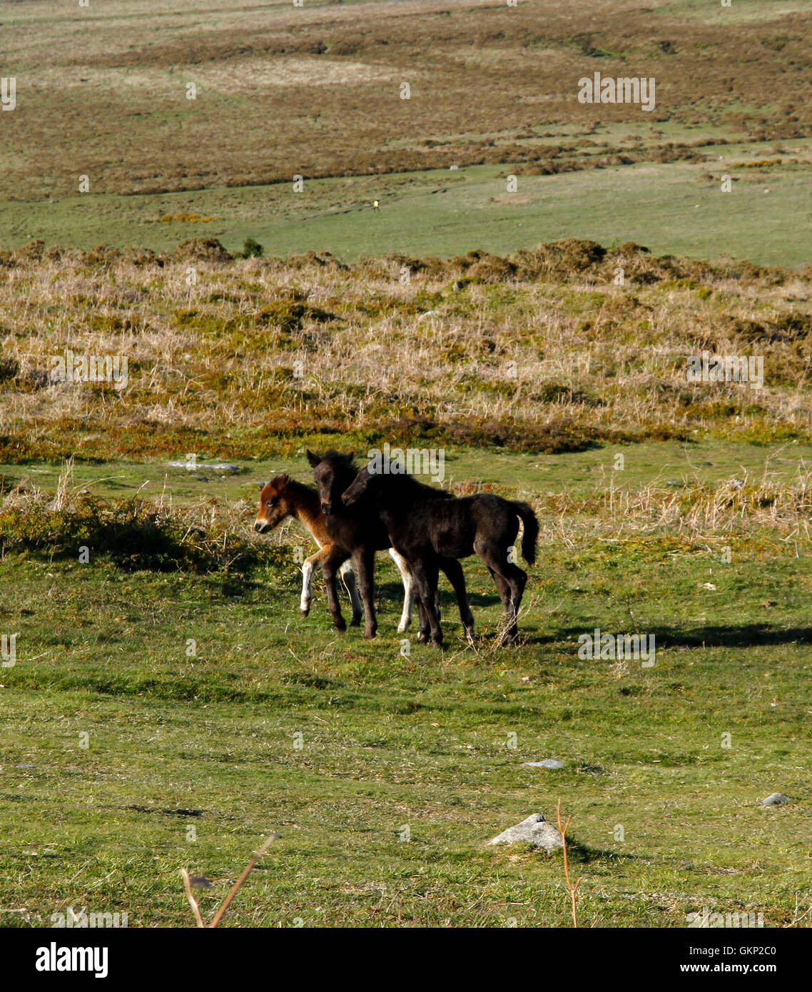 Trio of foals playing together having fun & making friends at play time ...