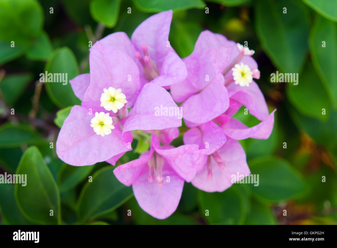 Bougainvilea (Other names are Bougainvillaea, buganvilla, bugambilia ...