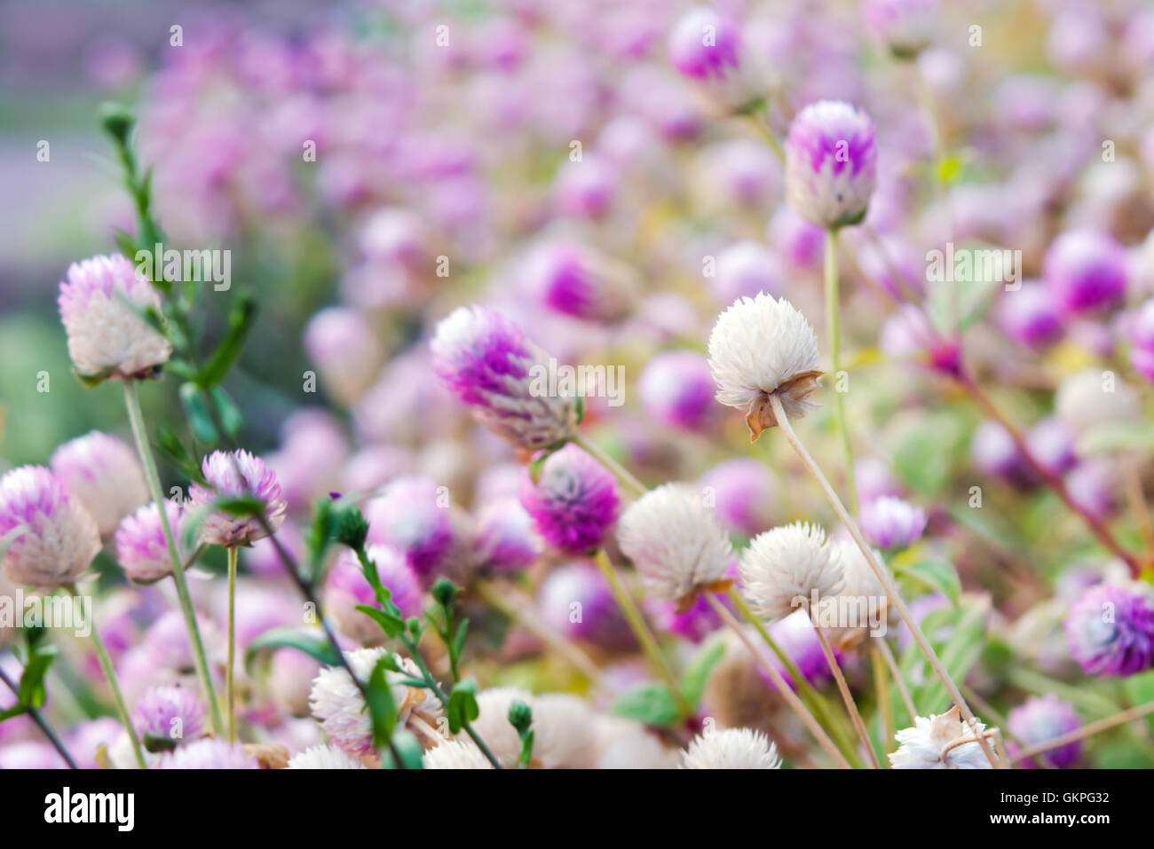 Globe Amaranth Flower (Other names are Amaranthus, Tampala, Tassel ...