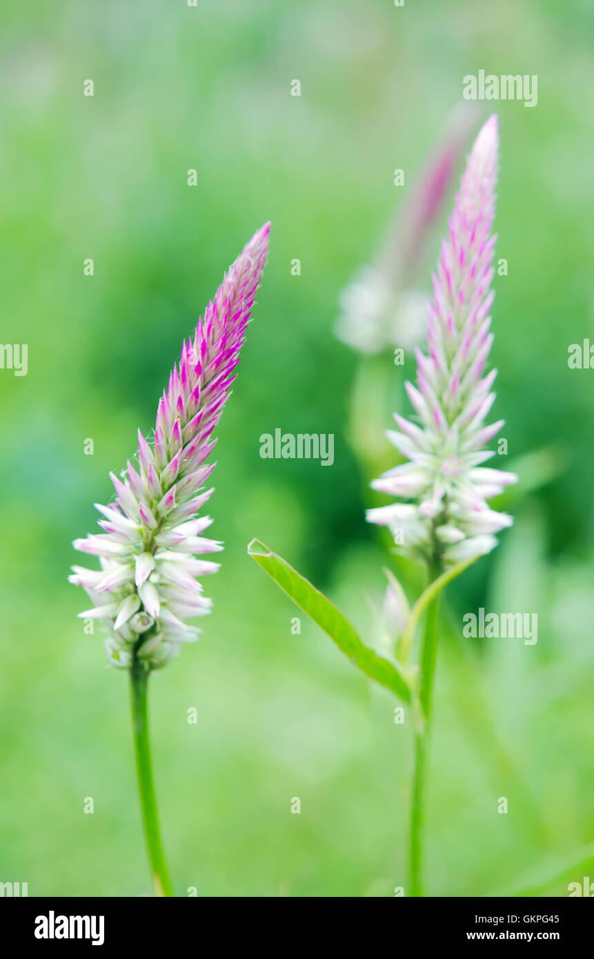 Celosia pink and white flower, also known as cockscomb, Anise hyssop ...