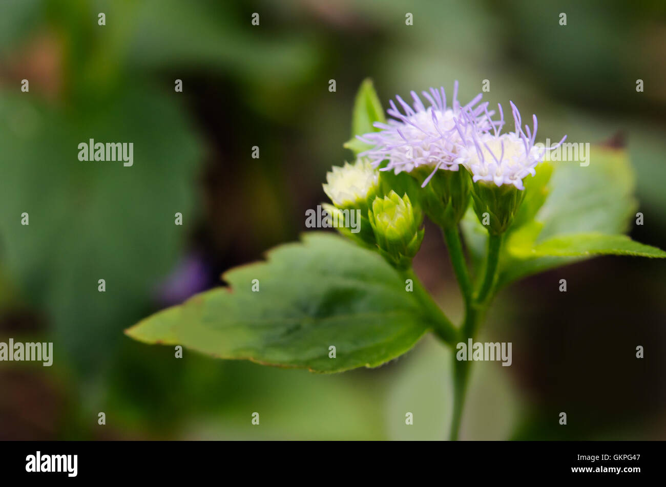 Little ironweed flower with leaf (Also called as Ash coloured fleabane ...