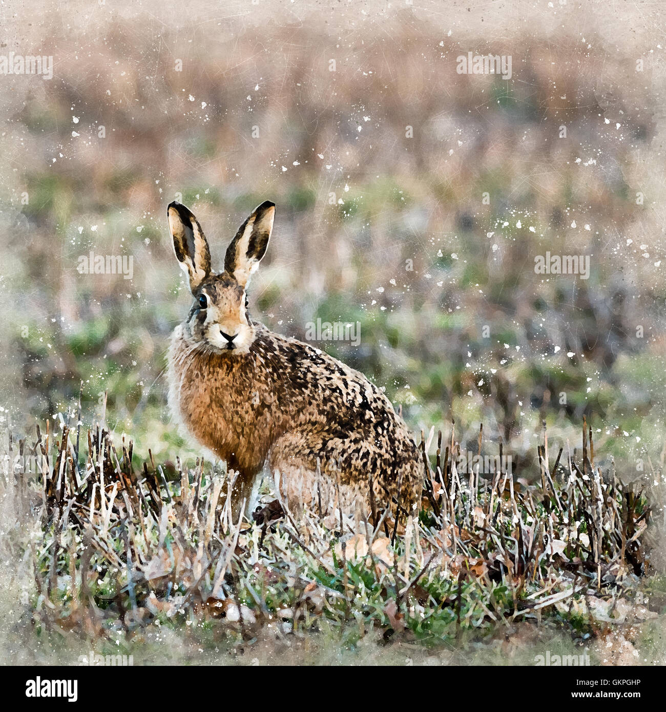 Alert jackrabbit hi-res stock photography and images - Alamy