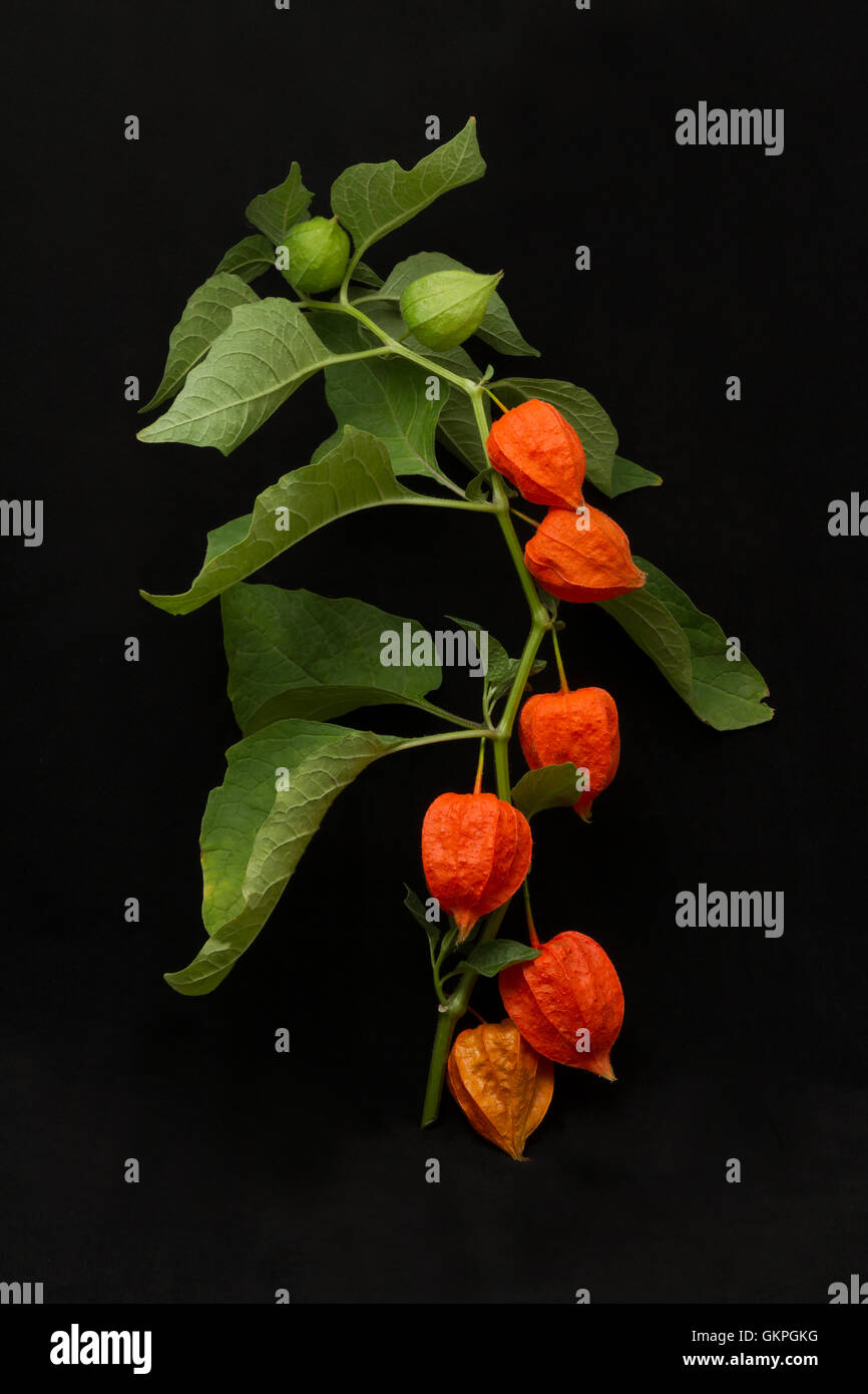 The branch of physalis on black background Stock Photo - Alamy