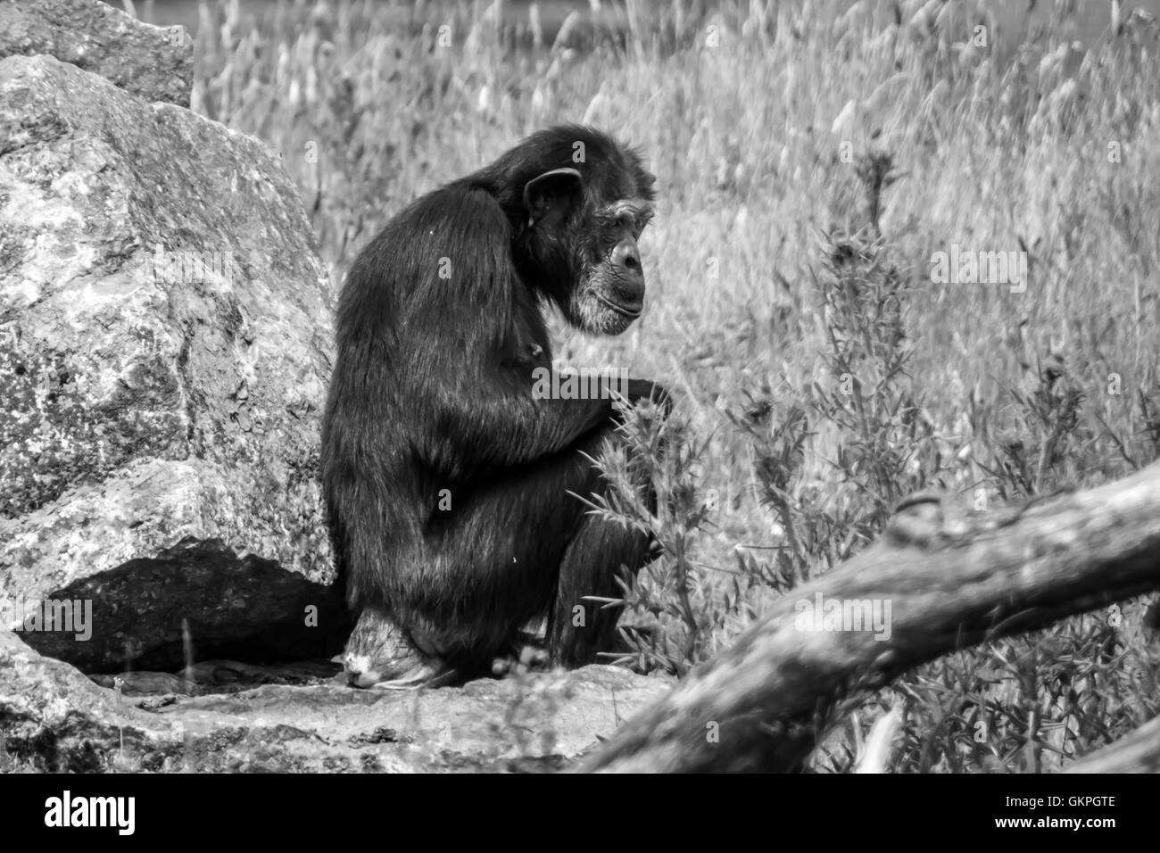 Monkey sitting on rock Stock Photo - Alamy