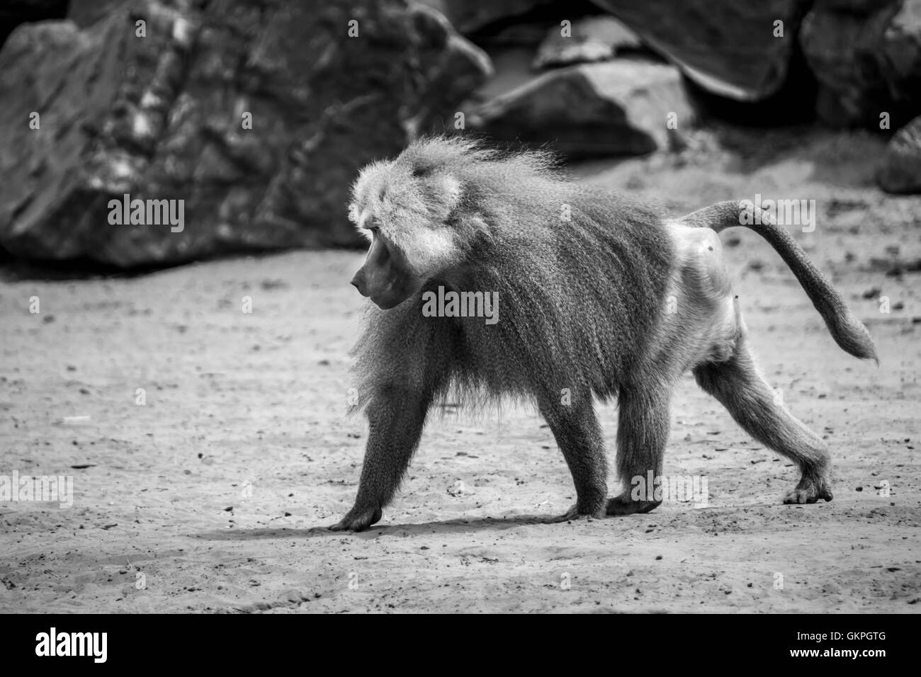 Baboon skin hi-res stock photography and images - Alamy