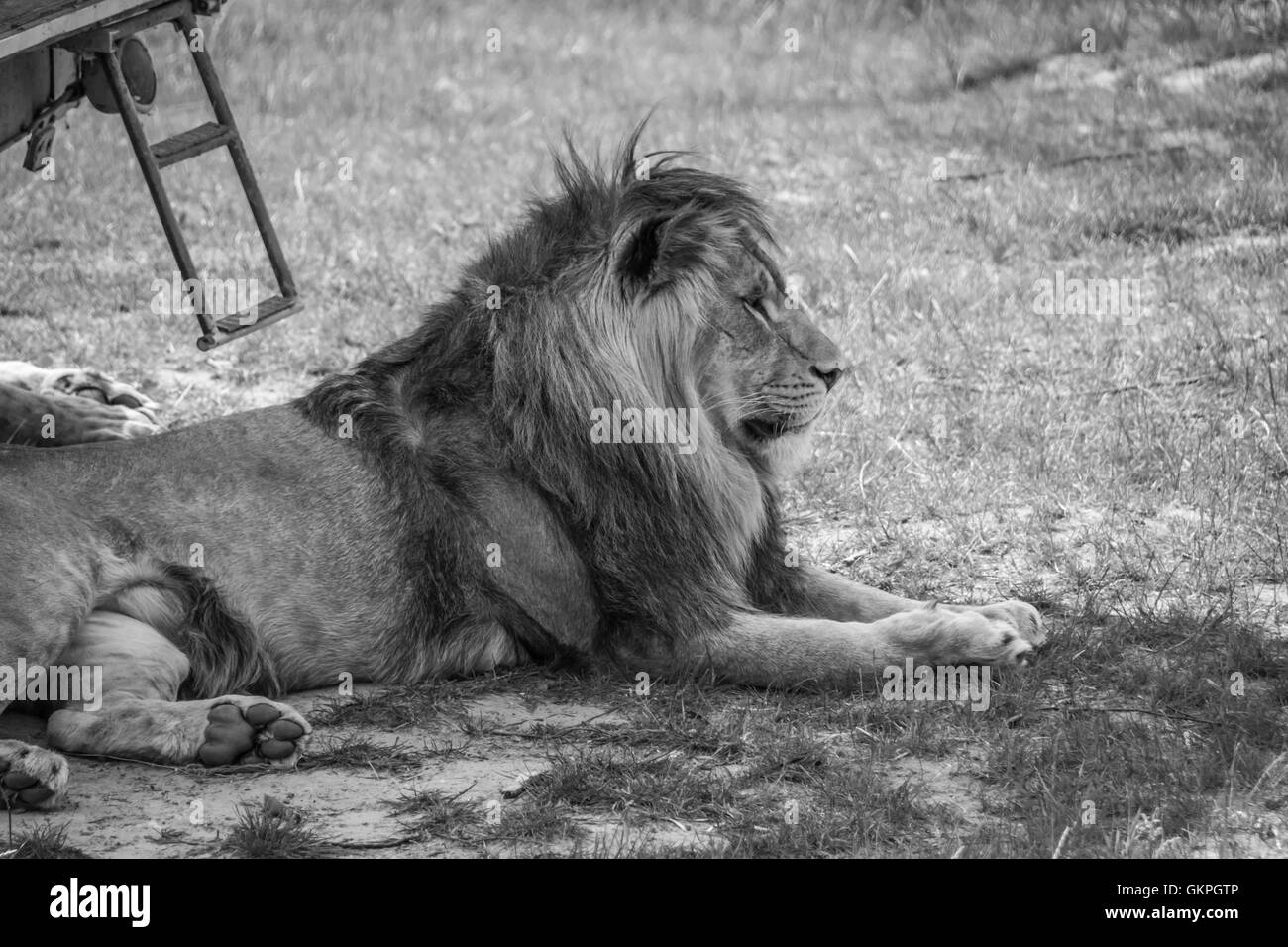 Big lion laying down Stock Photo - Alamy