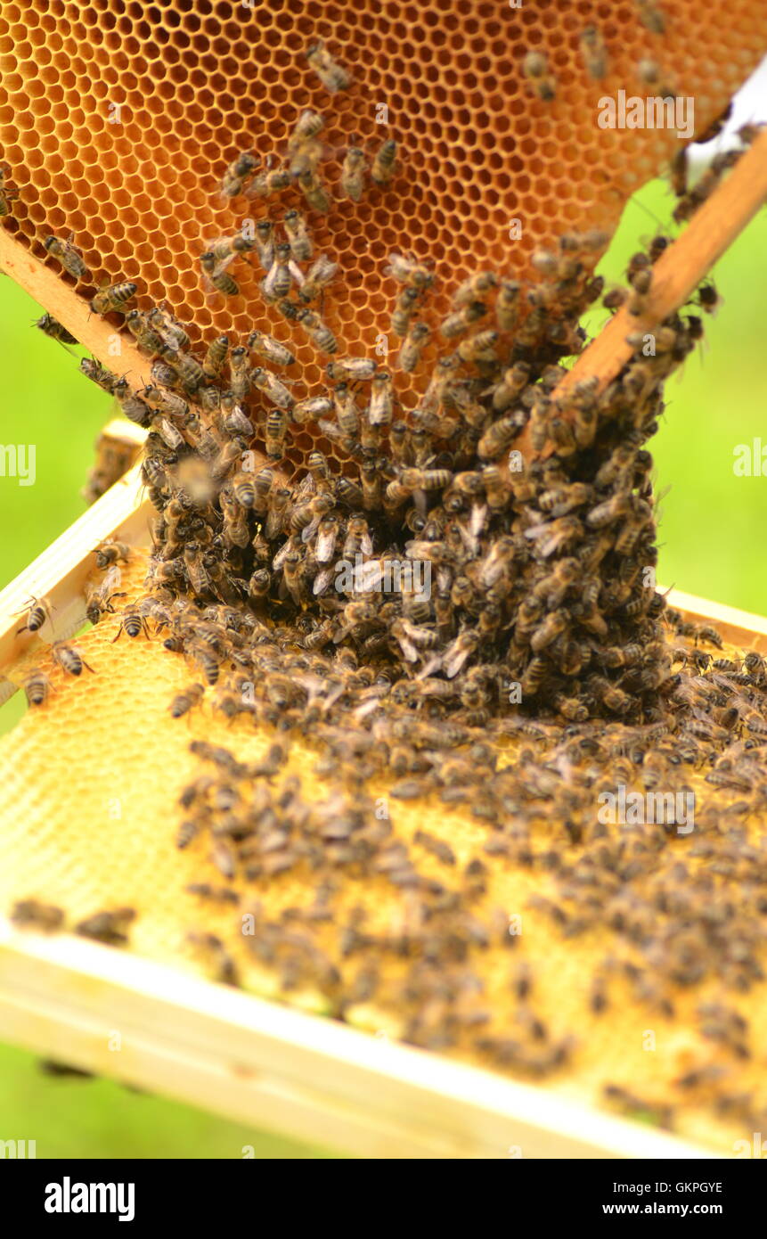 swarm of bees on honeycomb in apiary Stock Photo - Alamy