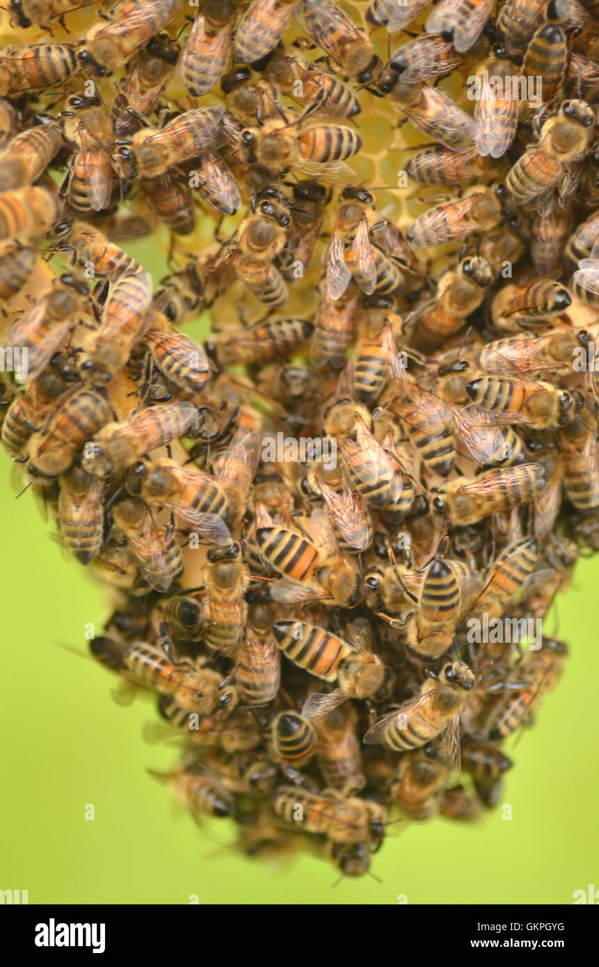 swarm of bees on honeycomb in apiary Stock Photo - Alamy