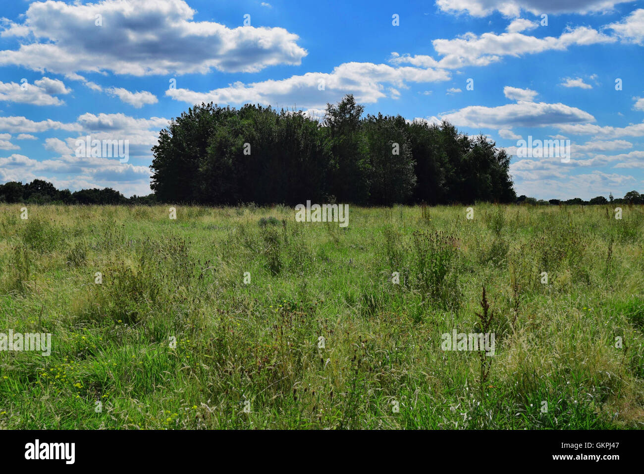 Common ground at McLaren in Surrey (UK), by Horsell Common. Summertime ...