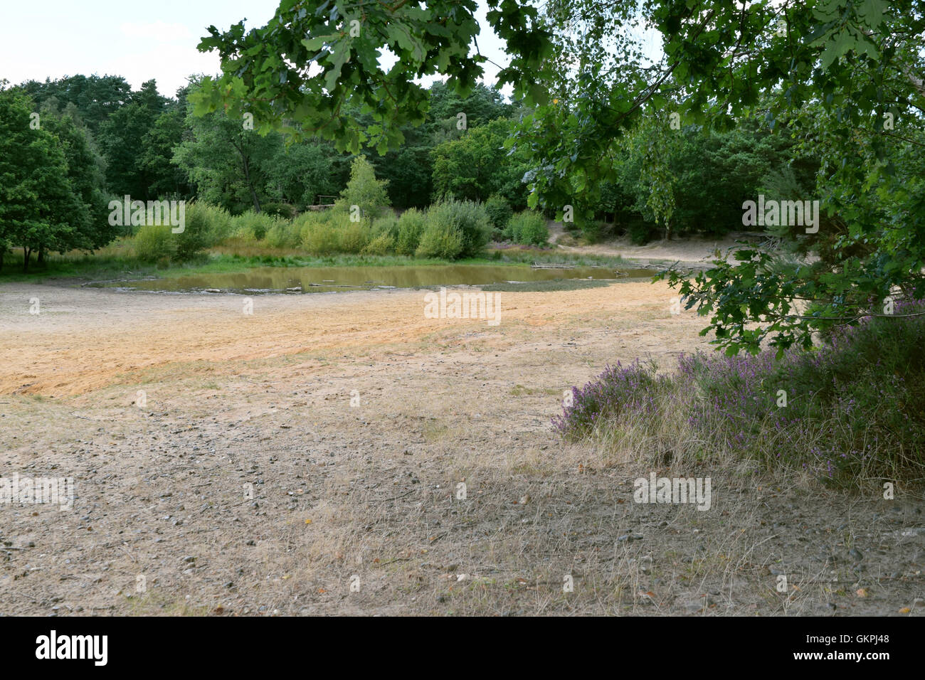 Horsell Common High Resolution Stock Photography and Images - Alamy