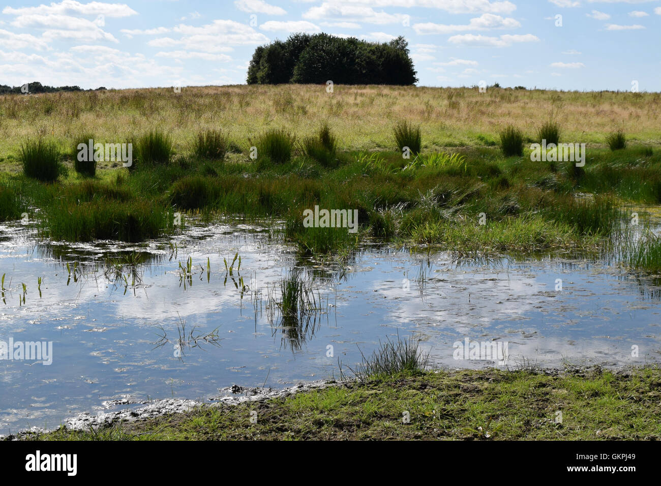 Horsell common hi-res stock photography and images - Alamy