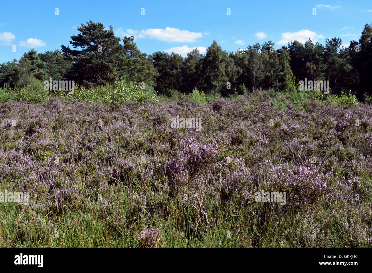 purple heather field at Horsell Common in Surrey (UK, England) in the ...