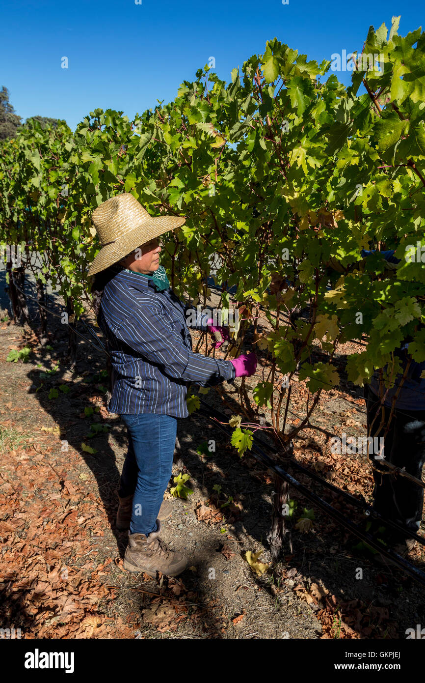 Mexican vineyard hi-res stock photography and images - Alamy