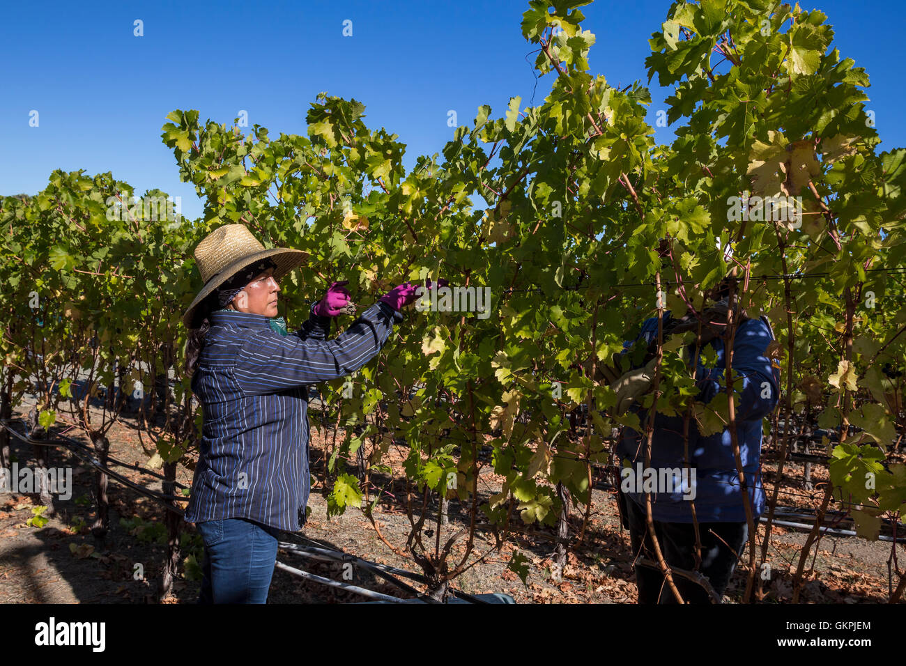 Checkerboard vineyards hi-res stock photography and images - Alamy