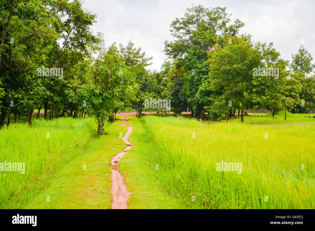 Rice paddy in Cambodian countryside, Siem Reap, Cambodia Stock Photo ...