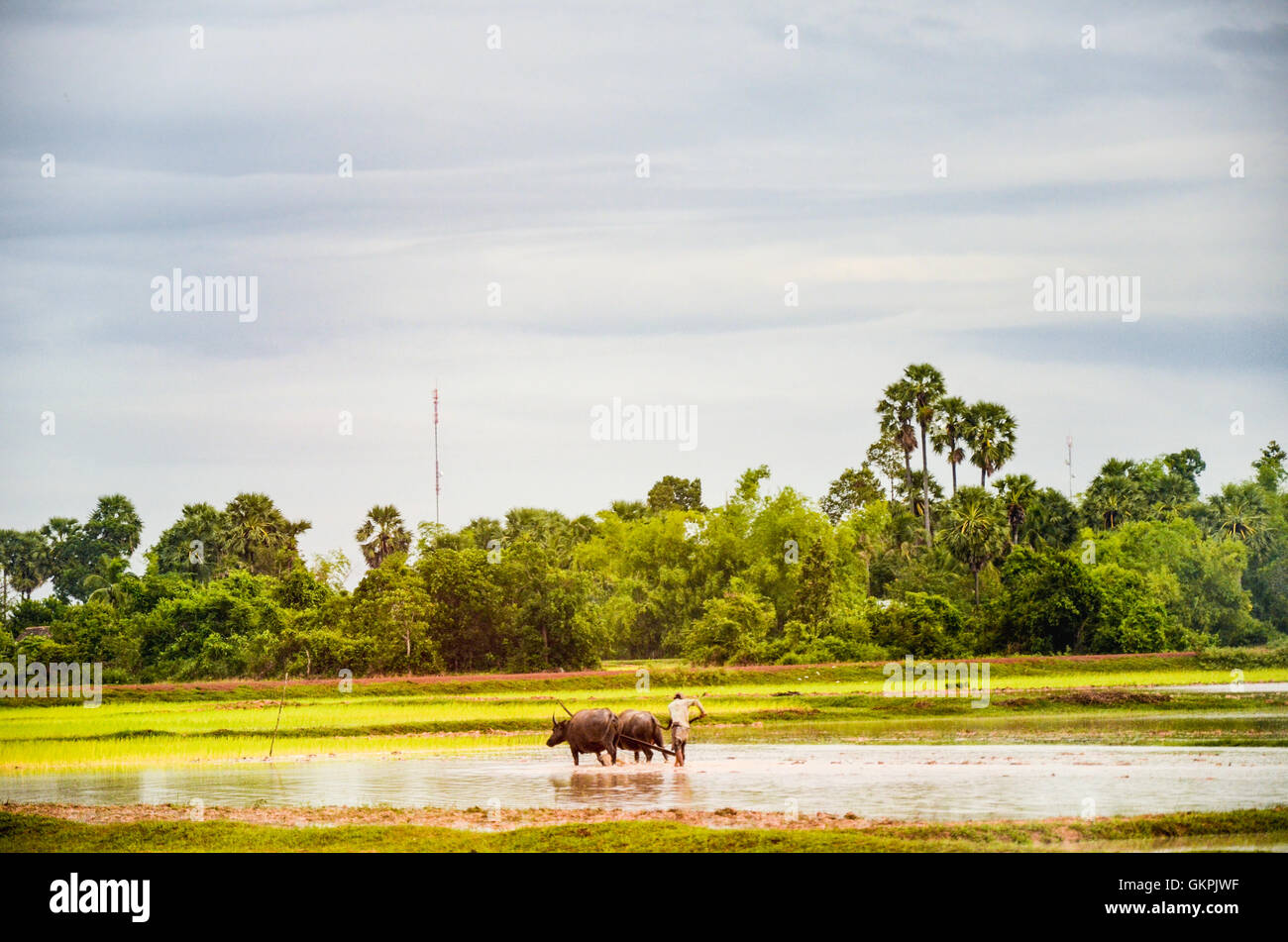 Cambodian countryside, Siem Reap, Cambodia Stock Photo - Alamy